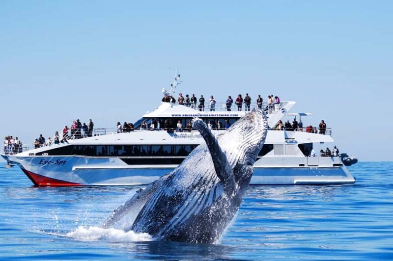 Brisbane: Whale Watching Cruise with Lunch - An Introduction to the Experience