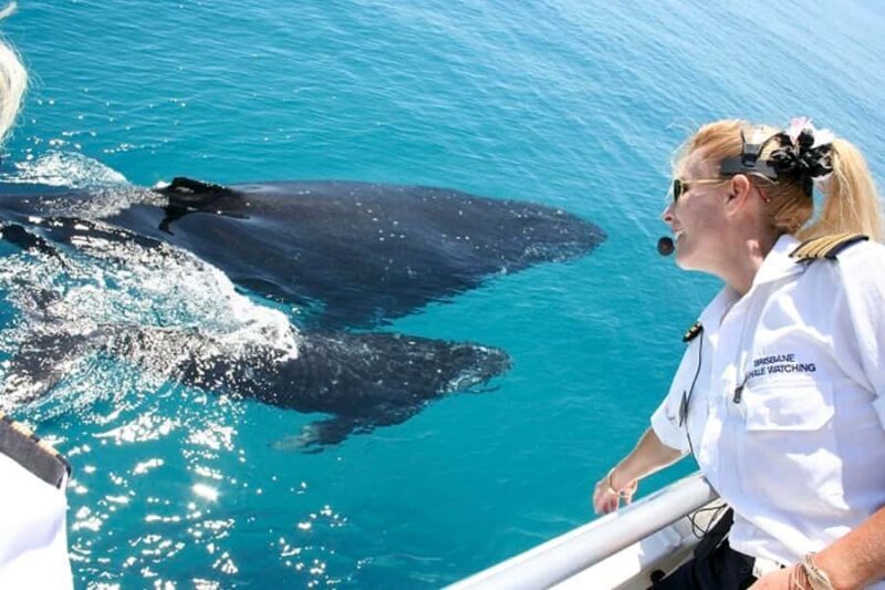 Brisbane: Whale Watching Cruise with Lunch - The Itinerary: What to Expect