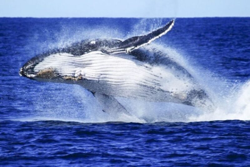 Brisbane: Whale Watching Cruise with Lunch - Frequently Asked Questions