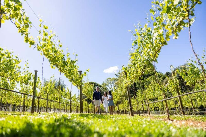 Brisbane: Wine Tasting - Hop on Hop off Tour to Mt Tamborine - Key Points