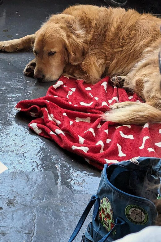 Bristol: Dog Life Drawing led by local Artist Cai Burton - Pricing & Value for Money