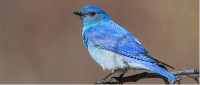 British Columbia: Bird Watching and Photography Tour - Exploring the British Columbia Bird Watching and Photography Tour