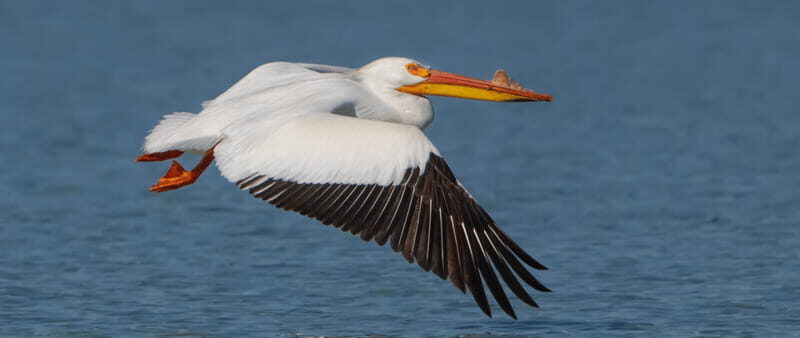 British Columbia: Bird Watching and Photography Tour - Key Points