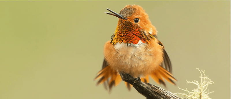 British Columbia: Bird Watching and Photography Tour - The Photography Element