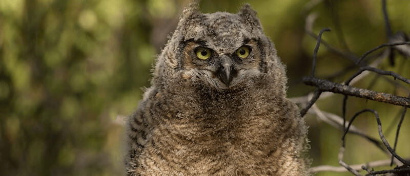 British Columbia: Bird Watching and Photography Tour - FAQ