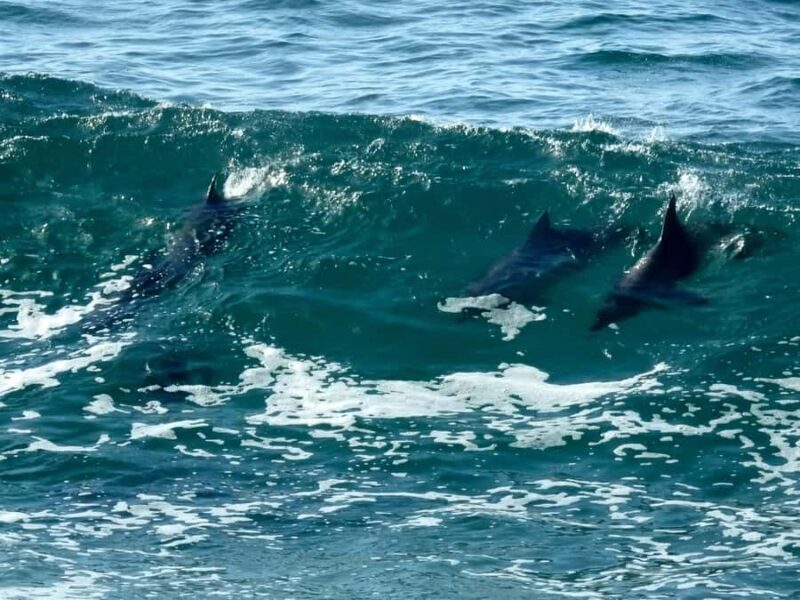 Broken Head: Nature Reserve Guided Eco-Tour with Beach Visit - Introduction