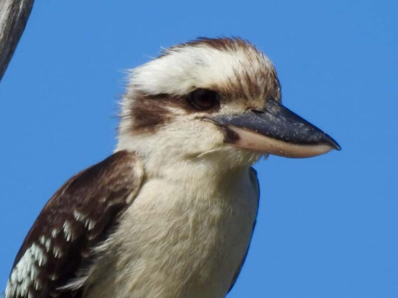 Broken Head: Nature Reserve Guided Eco-Tour with Beach Visit - FAQs