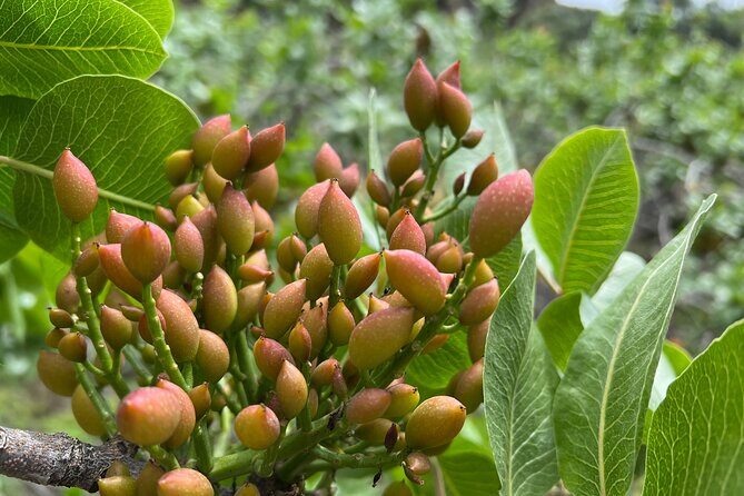 Bronte Pistachio Farm Tour and Lunch with Farmer - Practical Considerations
