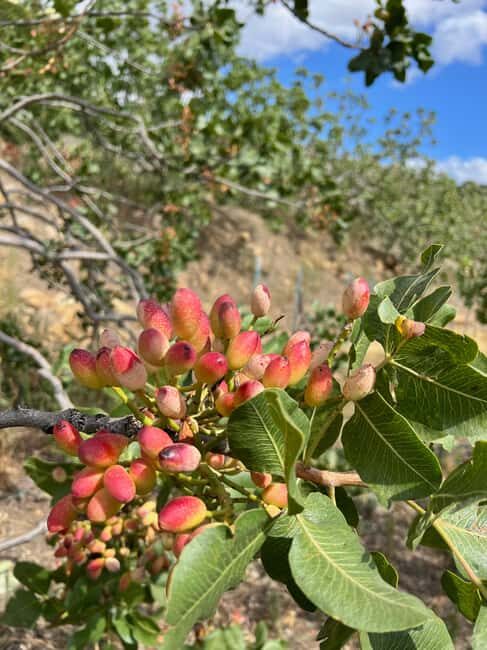 Bronte: Pistachio Grove Tour with Visit and Tasting - Key Points  