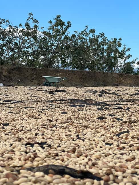 Bronte: Pistachio Grove Tour with Visit and Tasting - FAQ  