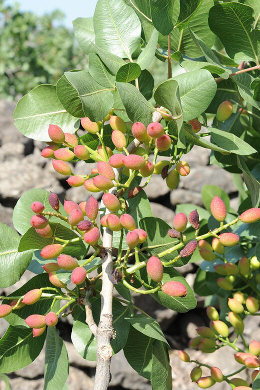 Bronte: Tour e degustazione nelle piantagioni di pistacchi - Bronte: Tour e degustazione nelle piantagioni di pistacchi — An Authentic Sicilian Experience