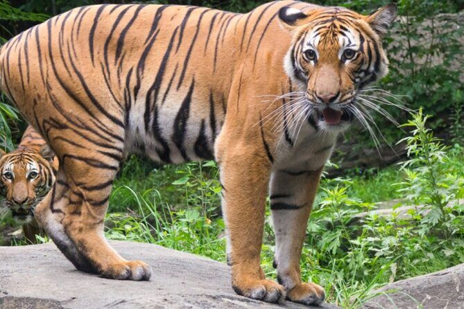 Bronx Zoo Admission Ticket - The Itinerary: A Day at the Bronx Zoo