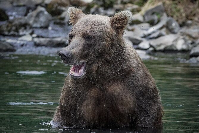 Brooks Falls Bear Viewing - Final Thoughts