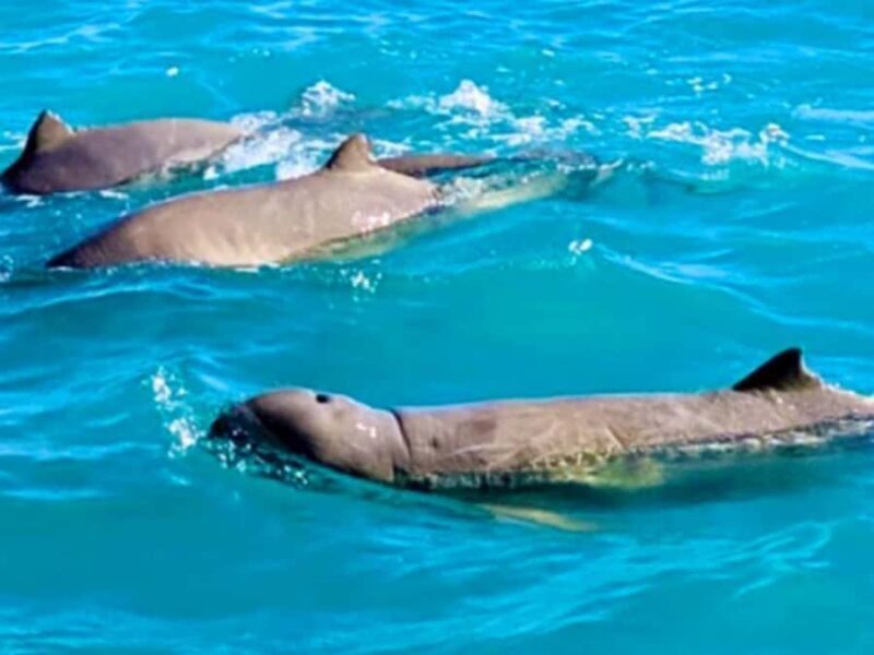 BROOME: Eco Cruise -With Beer, Wine and Gourmet Platters - An In-Depth Look at the Broome Eco Cruise Experience