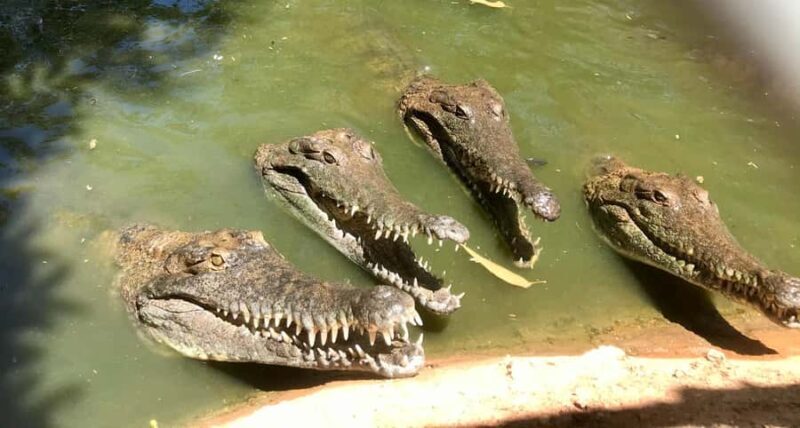 Broome: Malcolm Douglas Crocodile Park Tour with Transfers - Value for Money