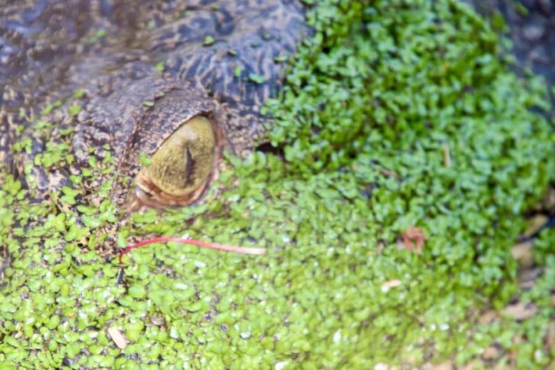 Broome: Malcolm Douglas Crocodile Park Tour with Transfers - Who Would Love This Tour?
