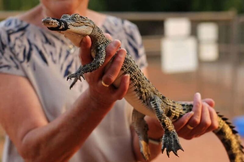 Broome: Malcolm Douglas Crocodile Park Tour with Transfers - Final Thoughts: Is It Worth It?