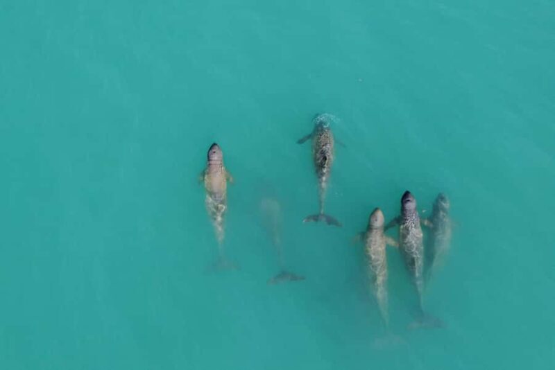 Broome: Snubfin Dolphin Cruises - Who Will Love This Tour?