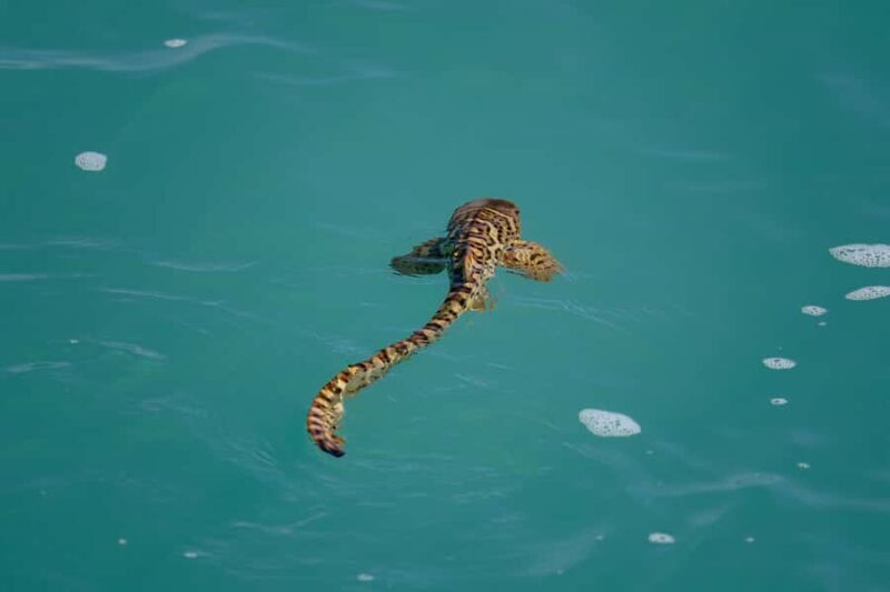 Broome: Snubfin Dolphin Cruises - FAQs