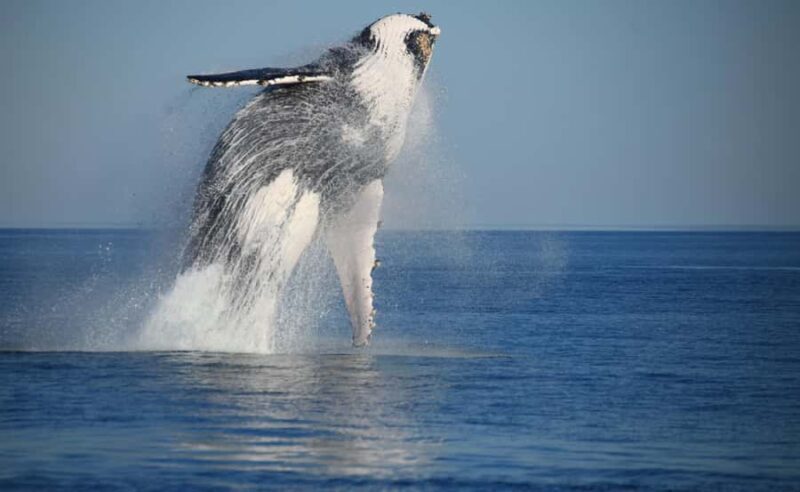 Broome Sunset & Whale Watching Cruise - Why the Reviews Speak Volumes