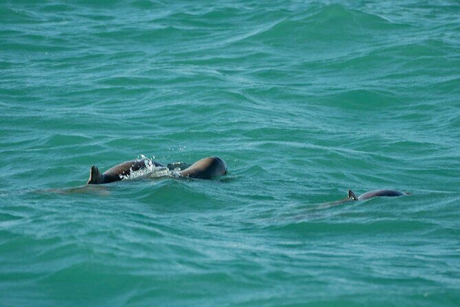 Broome's only Crabbing Adventure & Wildlife Cruise - FAQ