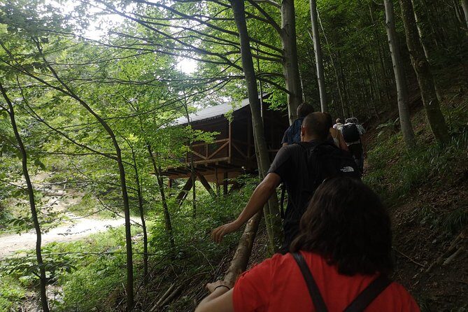 Brown Bears in the wild, no fence - A Close Encounter with Romanias Brown Bears: An Honest Review