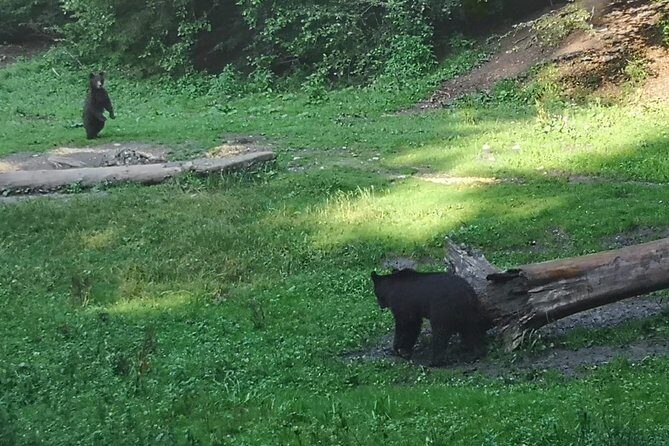 Brown Bears in the wild, no fence - The Experience in Detail