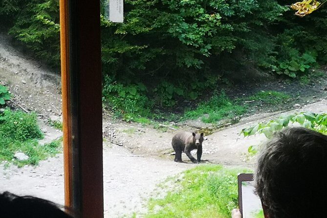 Brown Bears in the wild, no fence - Transportation and Timing