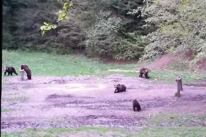 Brown Bears in the wild, no fence - The Wildlife and Sightings