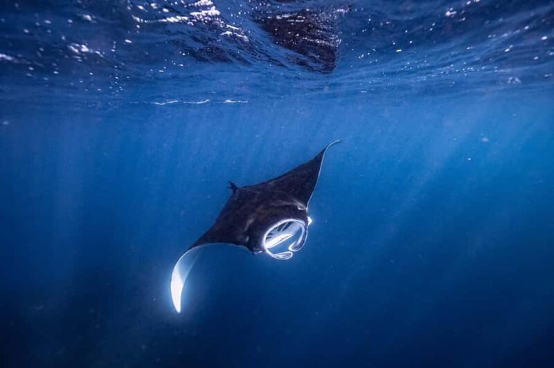 Brunswick Heads: Snorkelling in Byron Bay - Discover Julian Rocks Marine Sanctuary: A Marine Wonderland