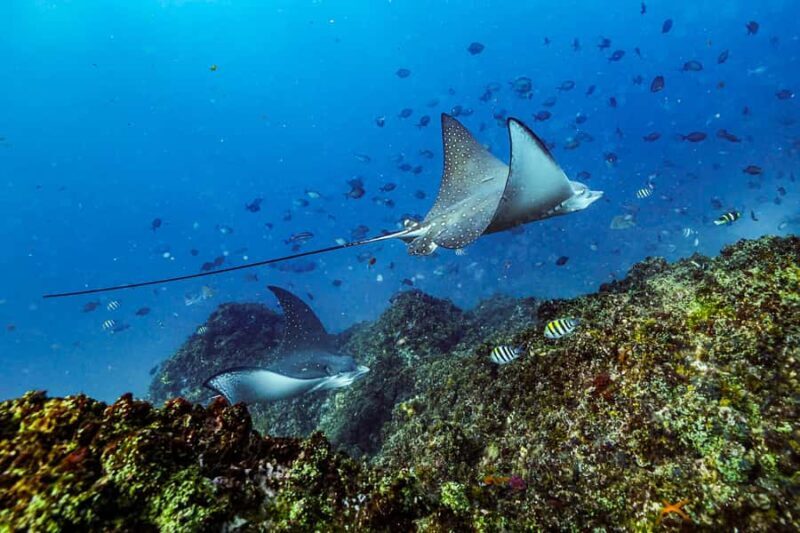 Brunswick Heads: Snorkelling in Byron Bay - The Sum Up