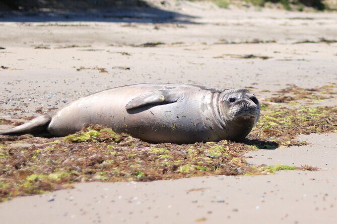 Bruny Island Small-Group Guided Tour From Hobart - Key Points