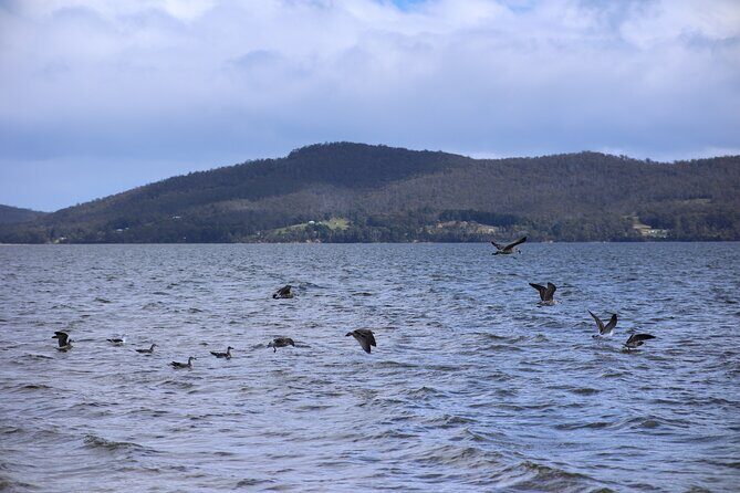 Bruny Island Small-Group Guided Tour From Hobart - Lunch with a View at Hotel Bruny