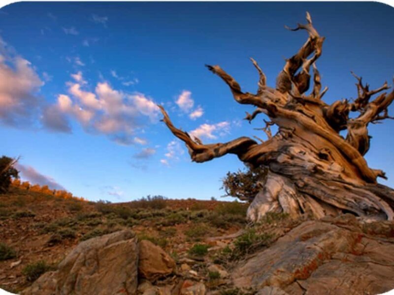 Bryce Canyon: 2-Hour, 4-Seat or 5-Seat ATV Rental - Key Points