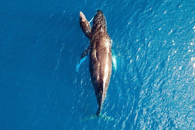 Buccaneer Explorer - Dry Season - FAQ