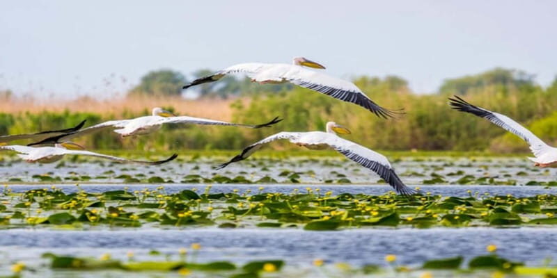 Bucharest: Day Trip to Danube Delta Small Group Premium Tour - Key Points
