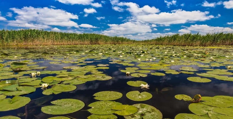 Bucharest: Day Trip to Danube Delta Small Group Premium Tour - Navigating the Wild Canals and Lakes