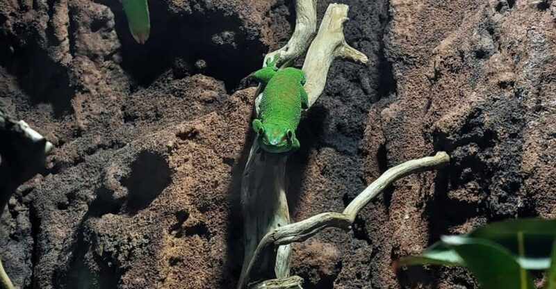 Bucharest: Reptiland Bucharest Entry Ticket - Is Reptiland Bucharest Right for You?