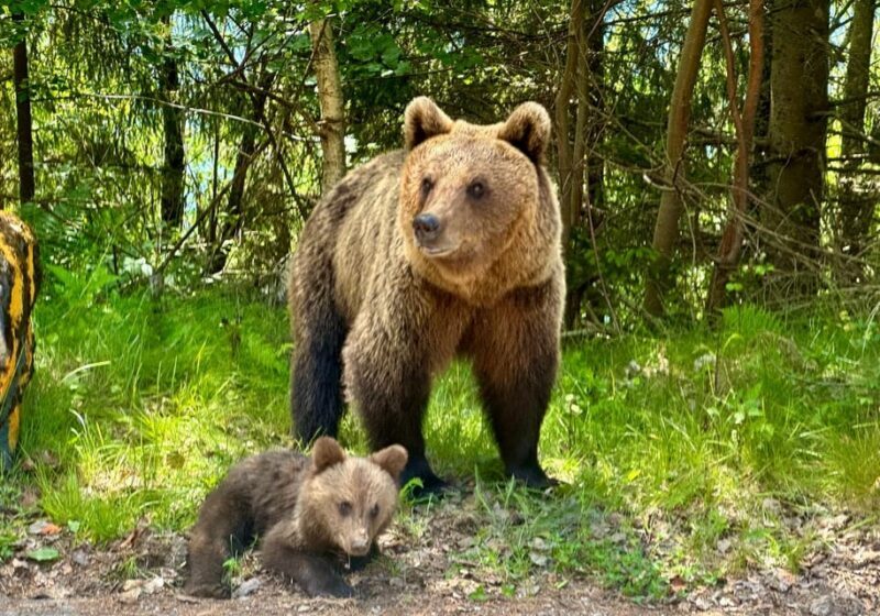 Bucharest: Top Gear Road - Transfgran Highway Day Trip - The Sum Up