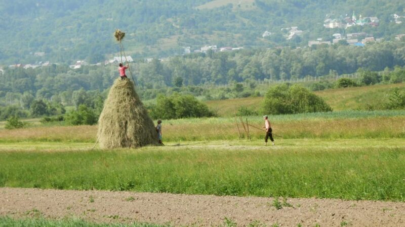 Bucovina Painted Monasteries Tour from Suceava/Gura Humor - Authentic Insights from Visitors