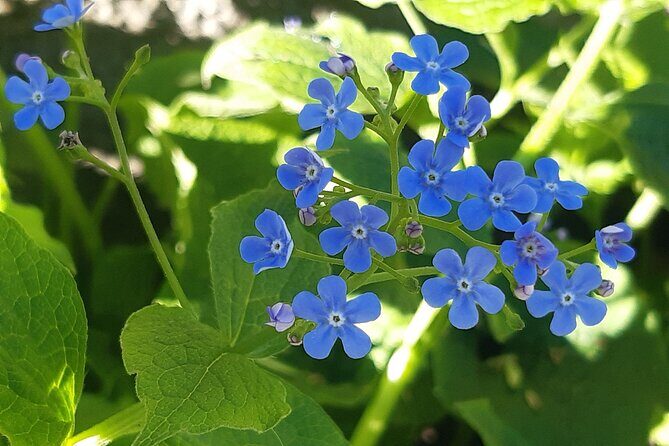 Budapest Hike to Visegrád Castle w or wo Sauna/Danube beach - FAQ