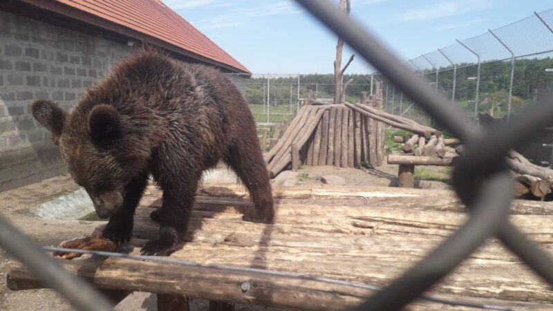 Budapest: Transport & Guided Tour of Bear and Wolf Sanctuary - Analyzing the Value and Cost
