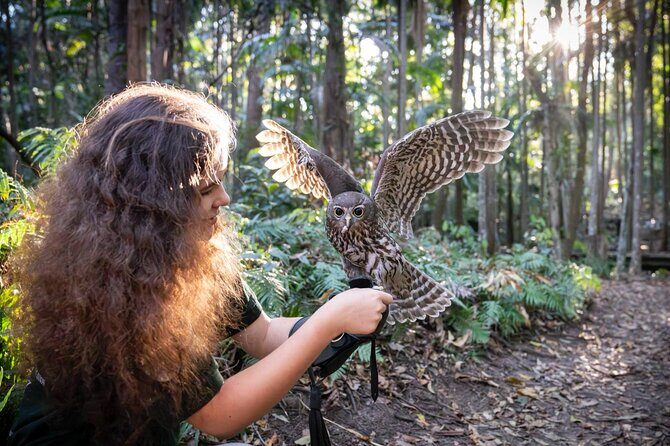 Buderim Forest Flight Owl Encounter and Tour - Key Points