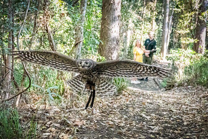 Buderim Forest Flight Owl Encounter and Tour - Final Thoughts