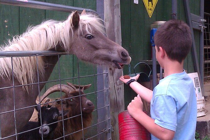 Buffalo Creek Ranch Tour Experience - Practical Tips for Visitors