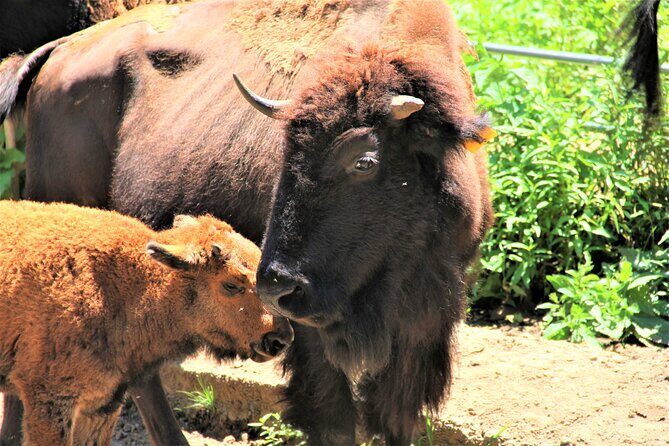 Buffalo Creek Ranch Tour Experience - FAQs