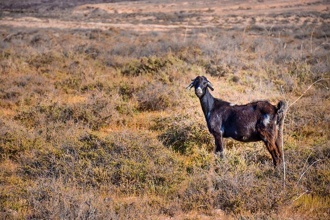 Buggy Fuerteventura Off-Road Excursions - Price and Value