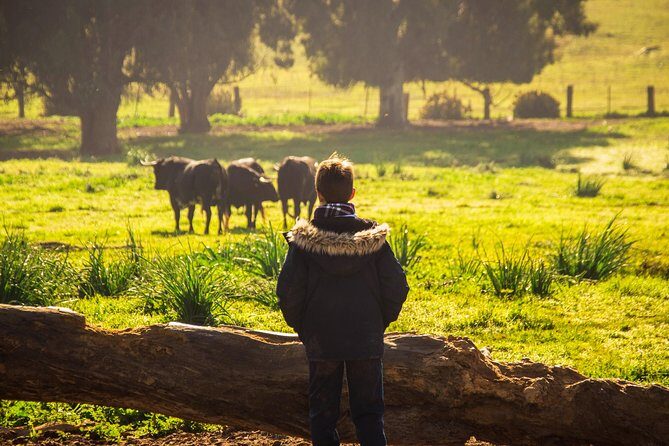 Bull Breeding Farm: Guided Half-Day Tour from Seville - The Sum Up