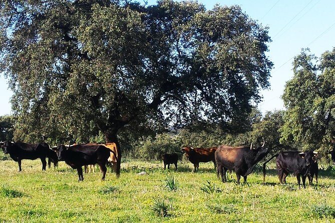 Bull Breeding Farm: Guided Half-Day Tour from Seville - FAQ