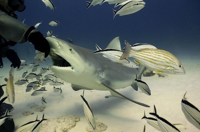 Bull Shark Extreme - 1tank /Only for Certified Divers - Authentic Insights from Participants